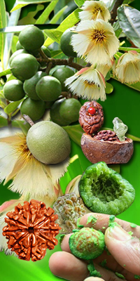 Rudraksha as Found in Nature | Where Rudraksha Grow | History of Rudraksha