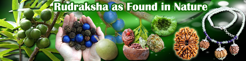 Rudraksha as Found in Nature | Where Rudraksha Grow | History of Rudraksha
