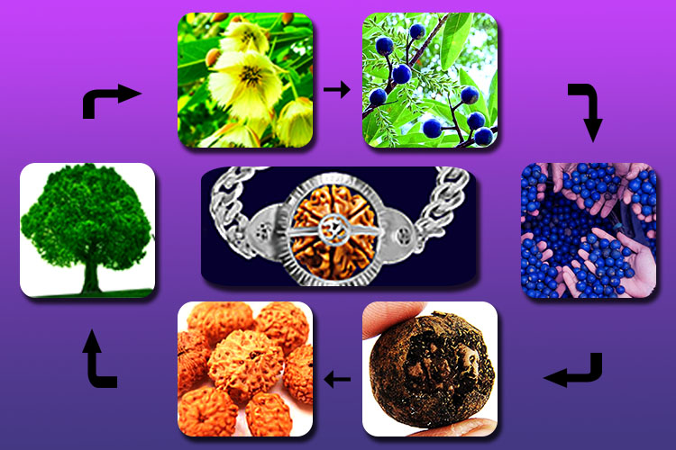 Rudraksha Tree | Facts About Rudraksha Tree | kinds of Rudraksha Trees ...